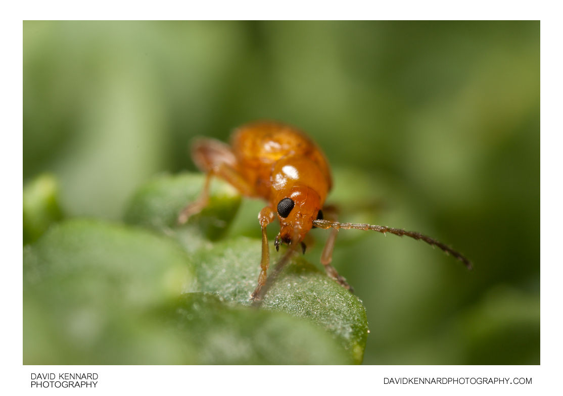 Tansy Ragwort Flea Beetle (Longitarsus jacobaeae) (XXXVI) · David ...