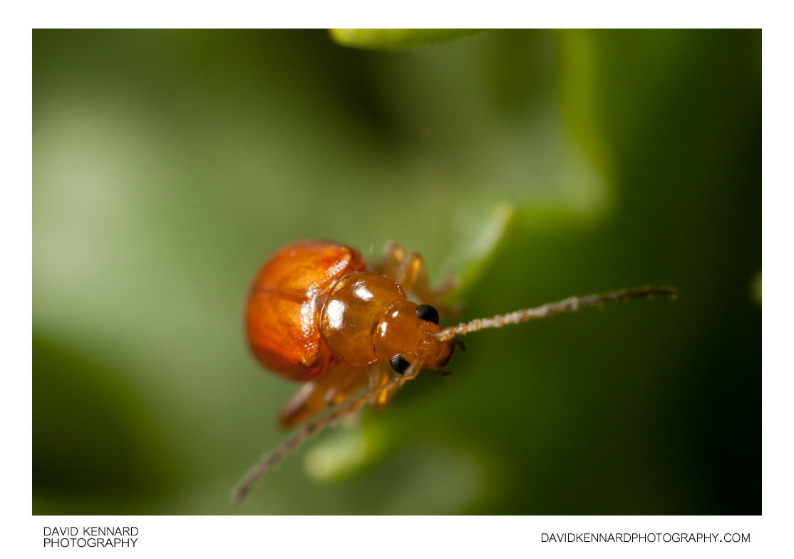 Tansy Ragwort Flea Beetle (Longitarsus jacobaeae) (XXXVII) · David ...