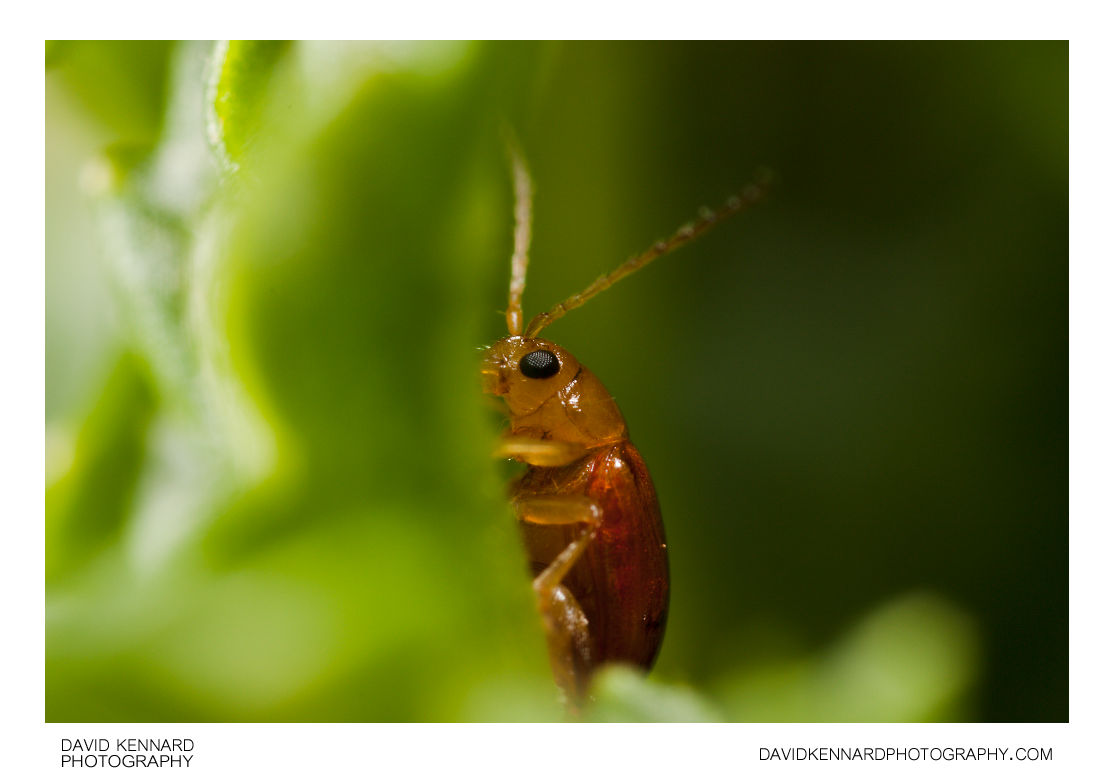 Tansy Ragwort Flea Beetle (Longitarsus jacobaeae) (XXXIX) · David ...
