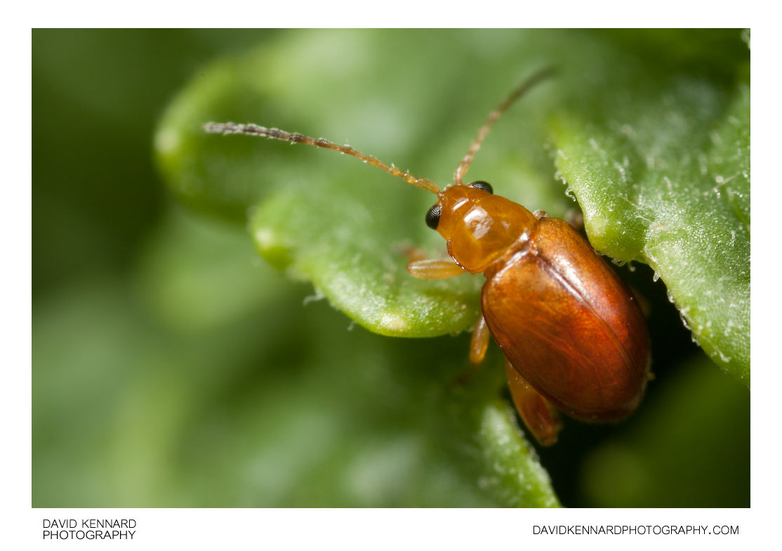 Tansy Ragwort Flea Beetle (Longitarsus jacobaeae) (XL) · David Kennard ...
