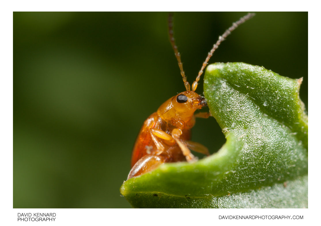 Tansy Ragwort Flea Beetle (Longitarsus jacobaeae) (XLII) · David ...