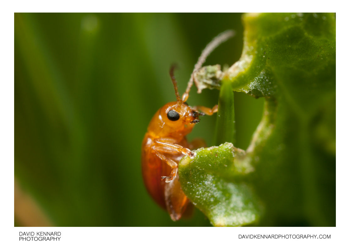 Tansy Ragwort Flea Beetle (Longitarsus jacobaeae) (XLIV) · David ...