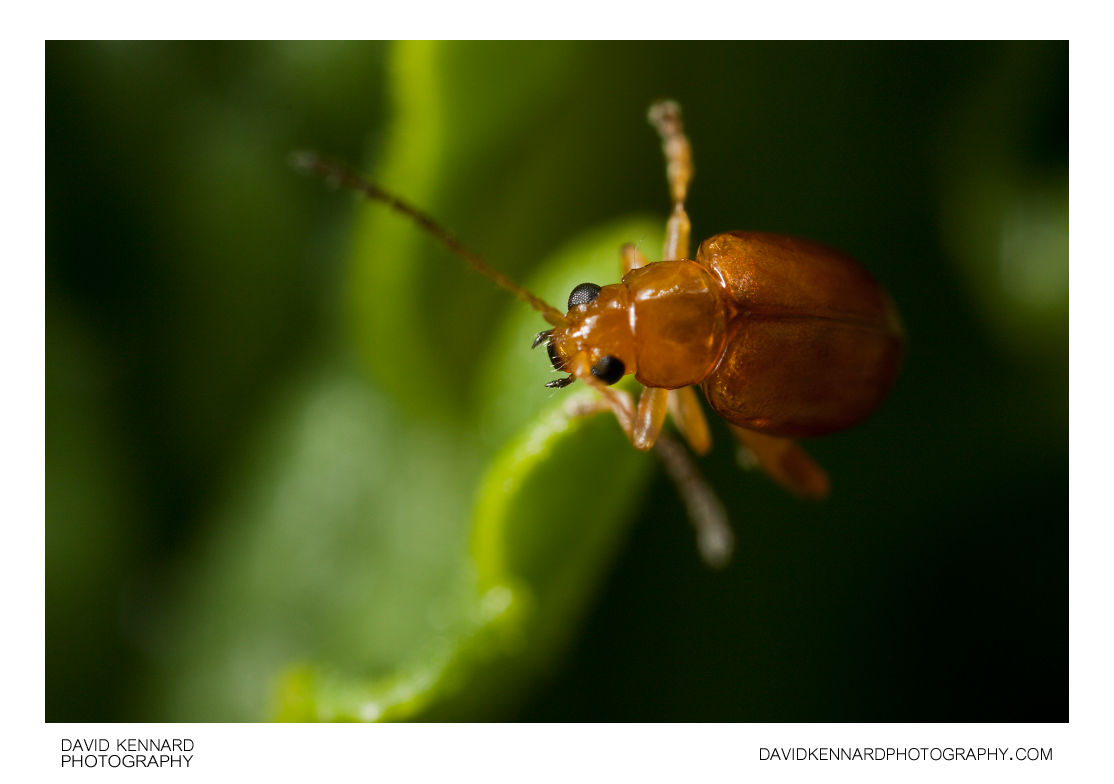 Tansy Ragwort Flea Beetle (Longitarsus jacobaeae) (XLVIII) · David ...