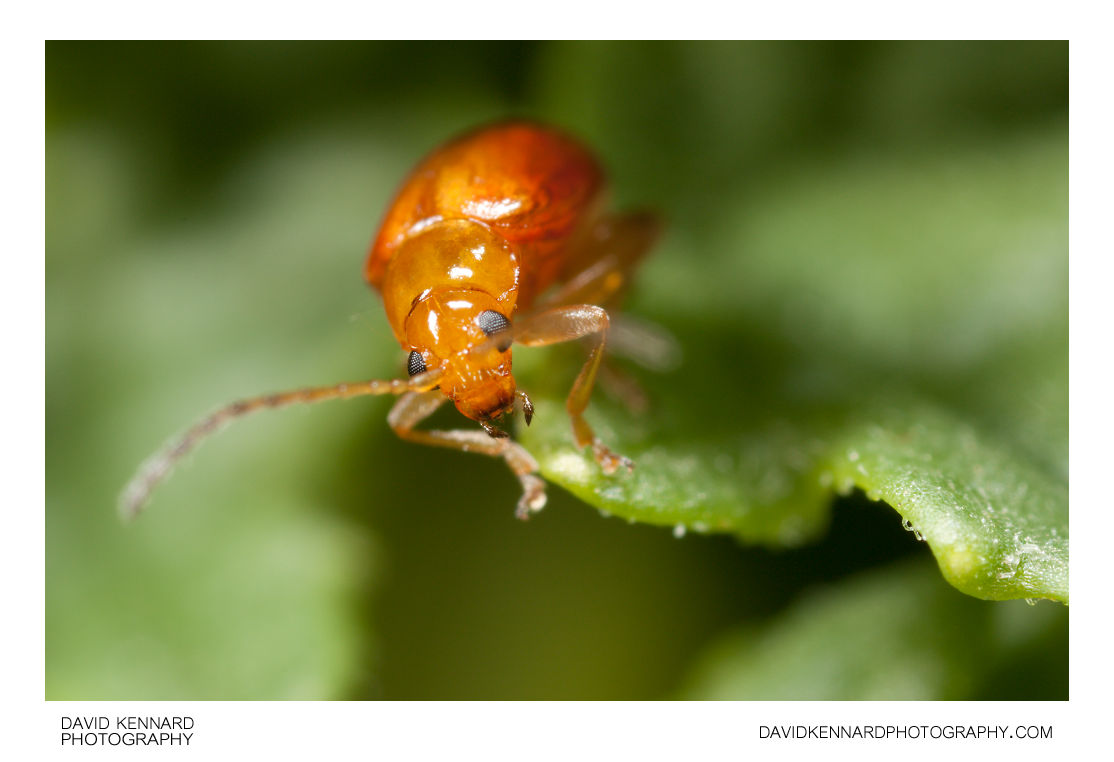Tansy Ragwort Flea Beetle (Longitarsus jacobaeae) (LI) · David Kennard ...
