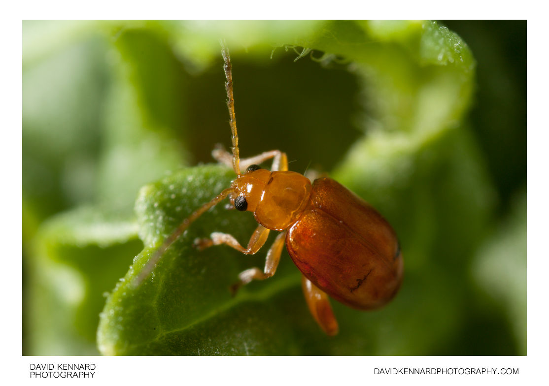 Tansy Ragwort Flea Beetle (Longitarsus jacobaeae) (LIII) · David ...