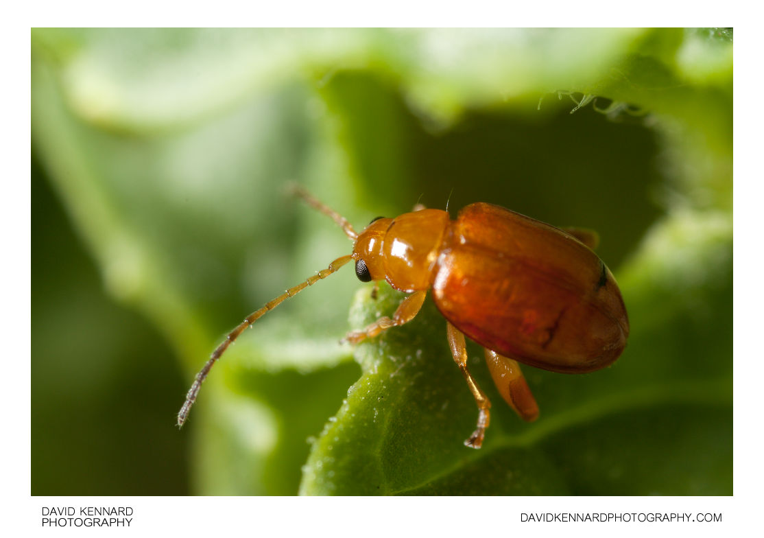 Tansy Ragwort Flea Beetle (Longitarsus jacobaeae) (LIV) · David Kennard ...