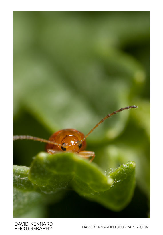 Tansy Ragwort Flea Beetle (Longitarsus jacobaeae) (LVI) · David Kennard ...