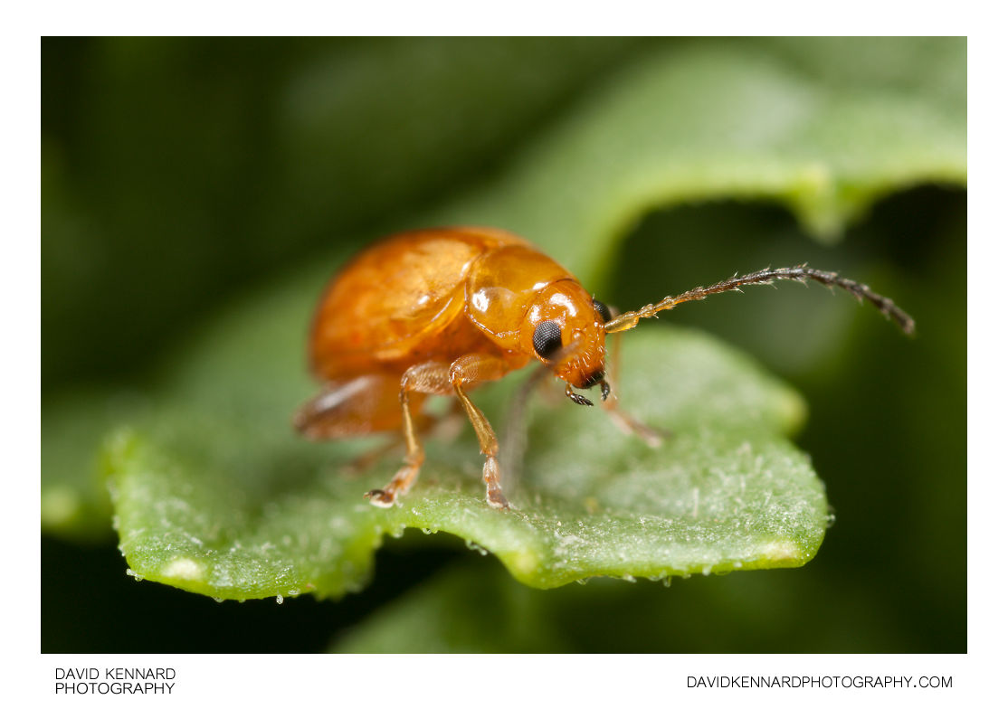 Tansy Ragwort Flea Beetle (Longitarsus jacobaeae) (LVII) · David ...