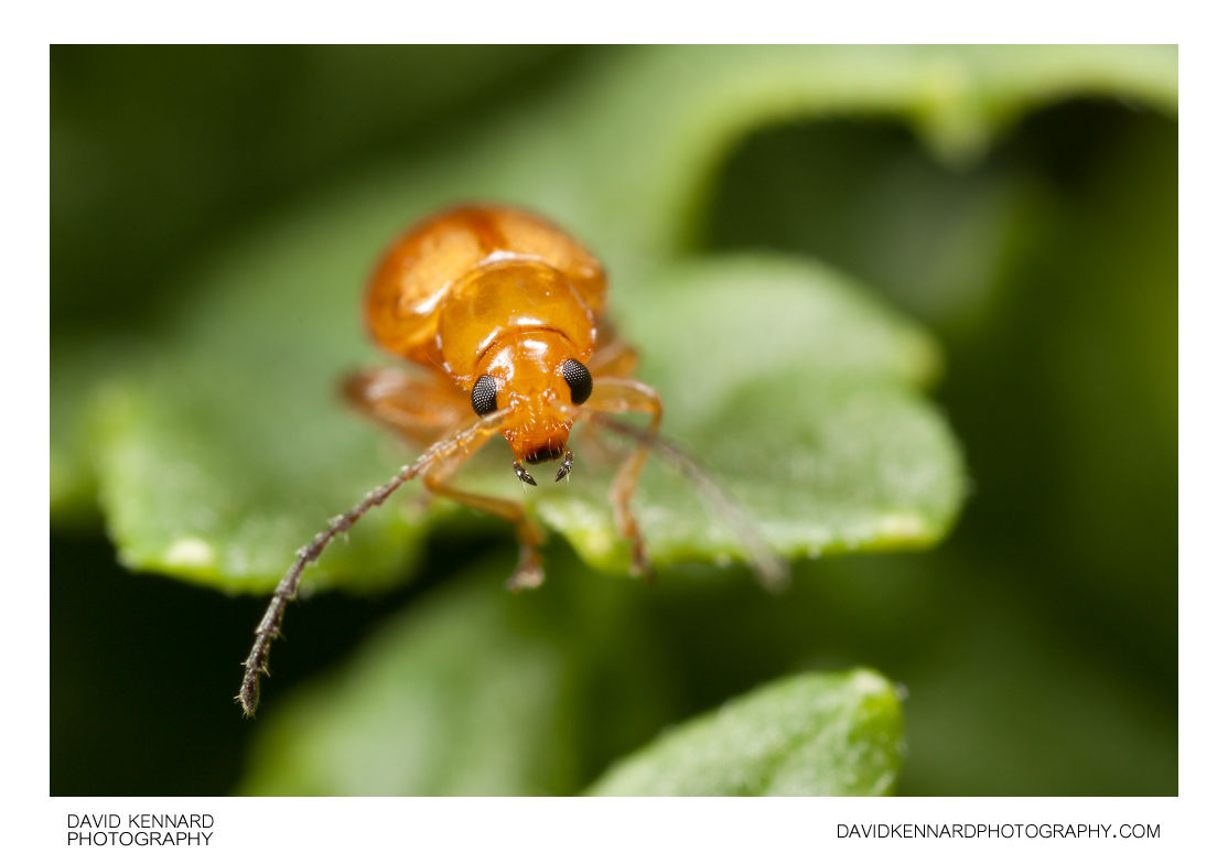 Tansy Ragwort Flea Beetle (Longitarsus jacobaeae) (LVIII) · David ...