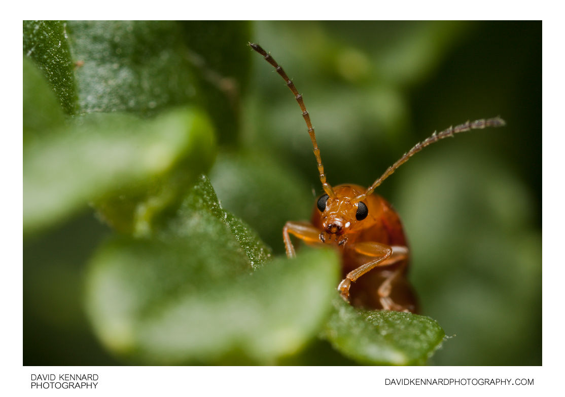 Tansy Ragwort Flea Beetle (Longitarsus jacobaeae) (LX) · David Kennard ...