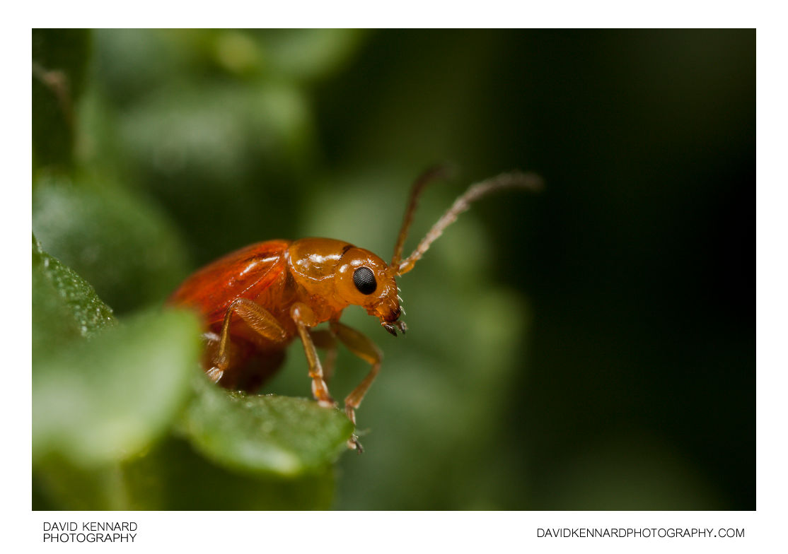 Tansy Ragwort Flea Beetle (Longitarsus jacobaeae) (LXI) · David Kennard ...