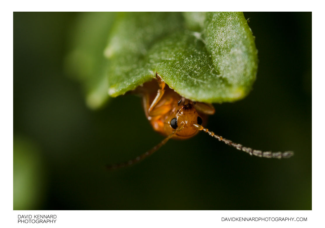 Tansy Ragwort Flea Beetle (Longitarsus jacobaeae) (LXVII) · David ...