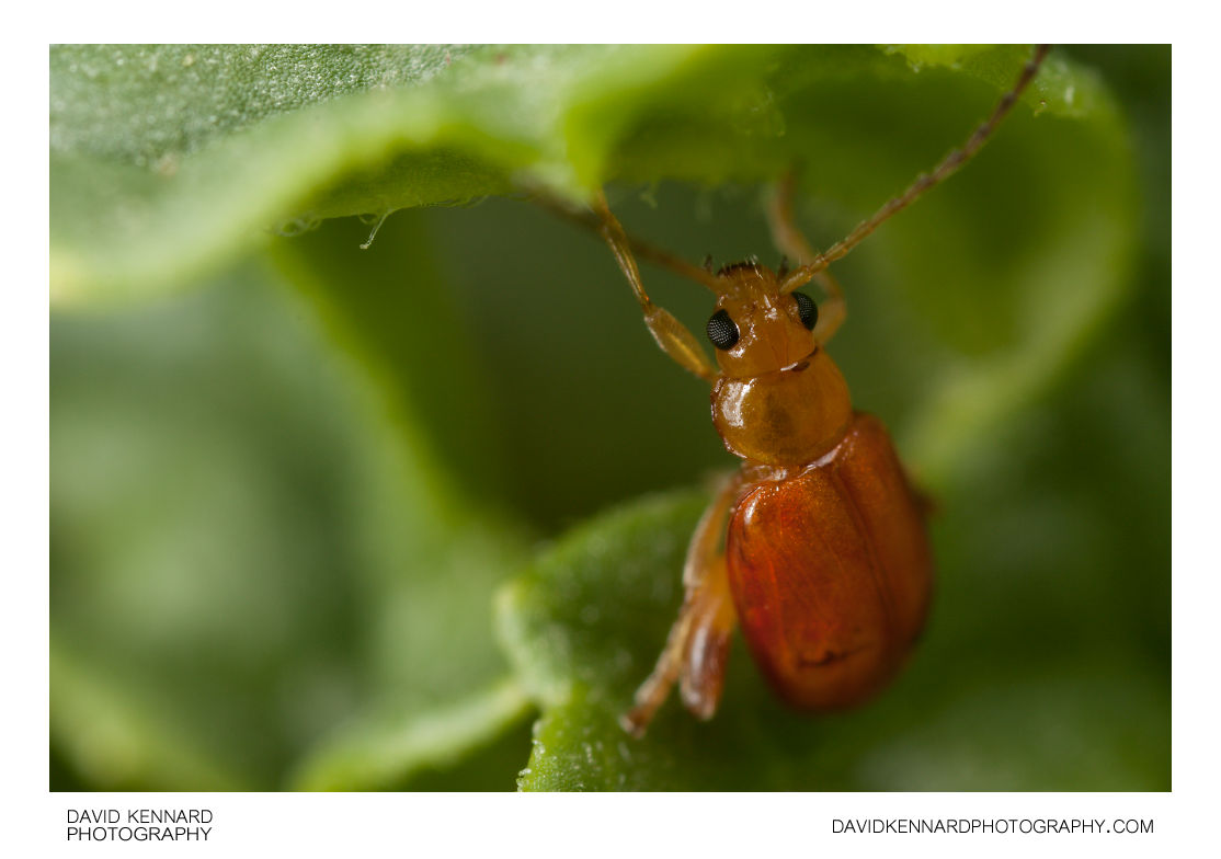 Tansy Ragwort Flea Beetle (Longitarsus jacobaeae) (LXXI) · David ...