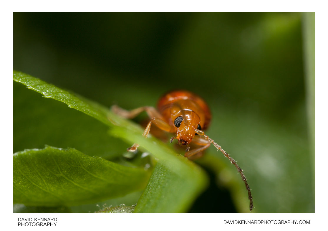 Tansy Ragwort Flea Beetle (Longitarsus jacobaeae) (LXXVI) · David ...