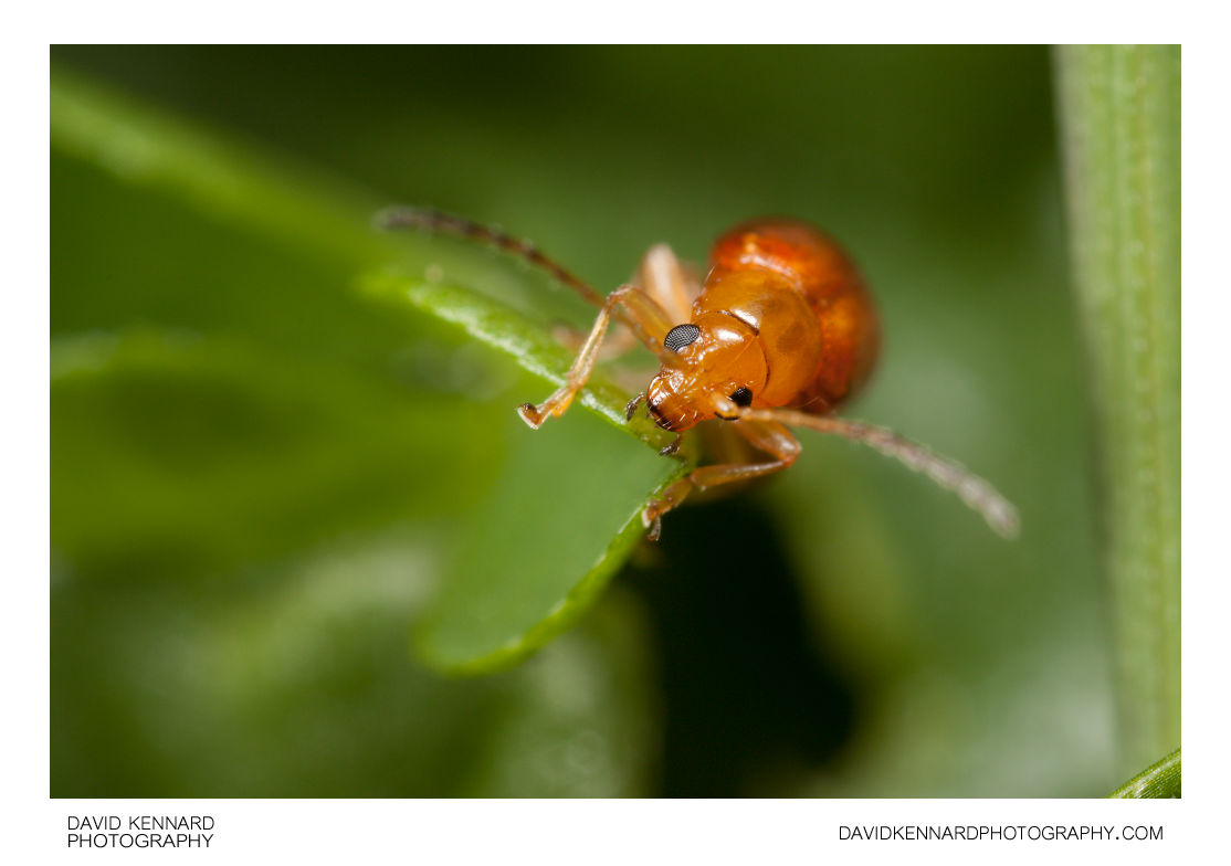 Tansy Ragwort Flea Beetle (Longitarsus jacobaeae) (LXXVII) · David ...