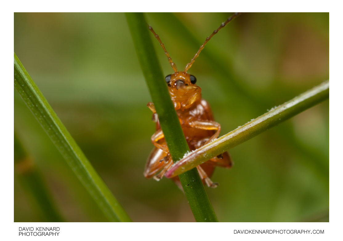 Tansy Ragwort Flea Beetle (Longitarsus jacobaeae) (LXXIX) · David ...