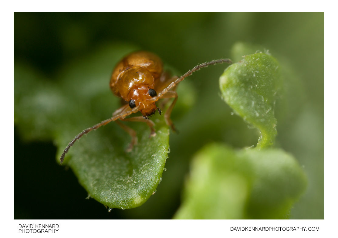 Tansy Ragwort Flea Beetle (Longitarsus jacobaeae) (LXXXI) · David ...