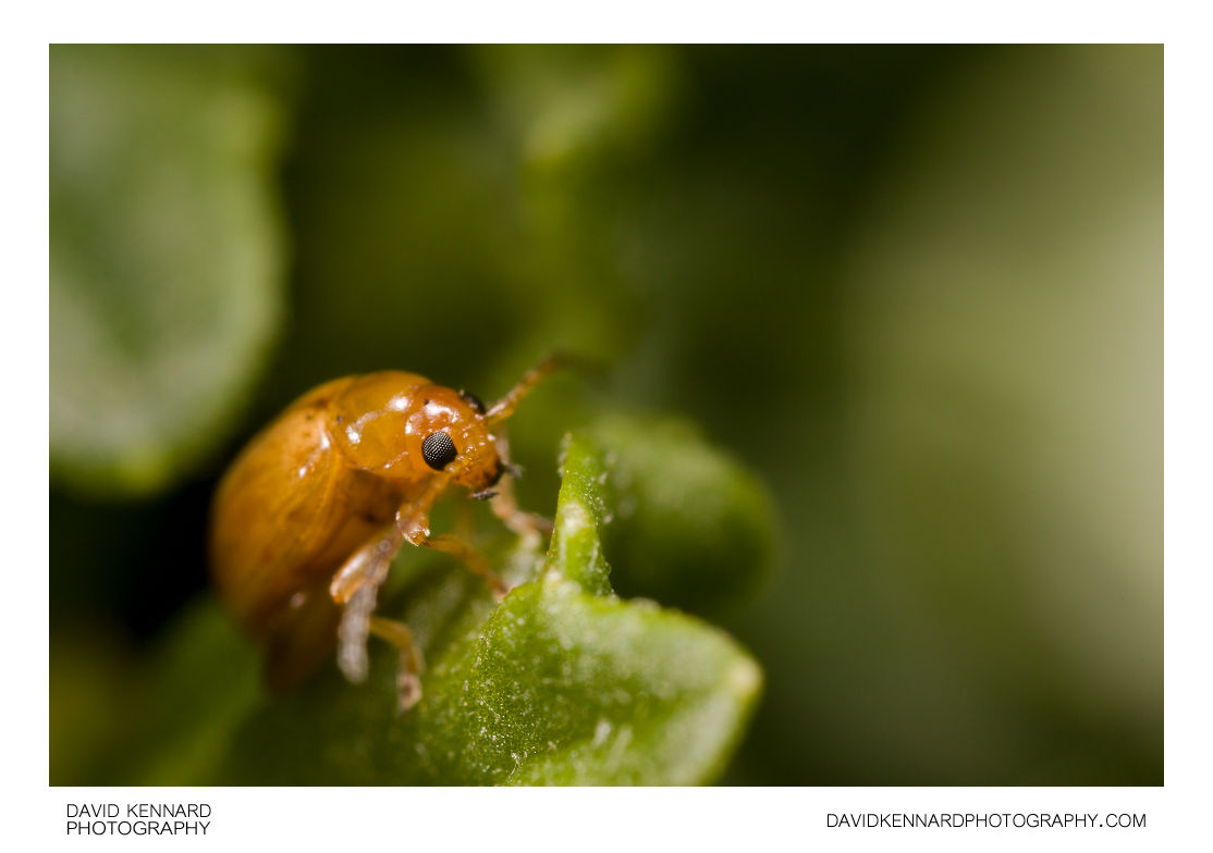 Tansy Ragwort Flea Beetle (Longitarsus jacobaeae) (LXXXIV) · David ...
