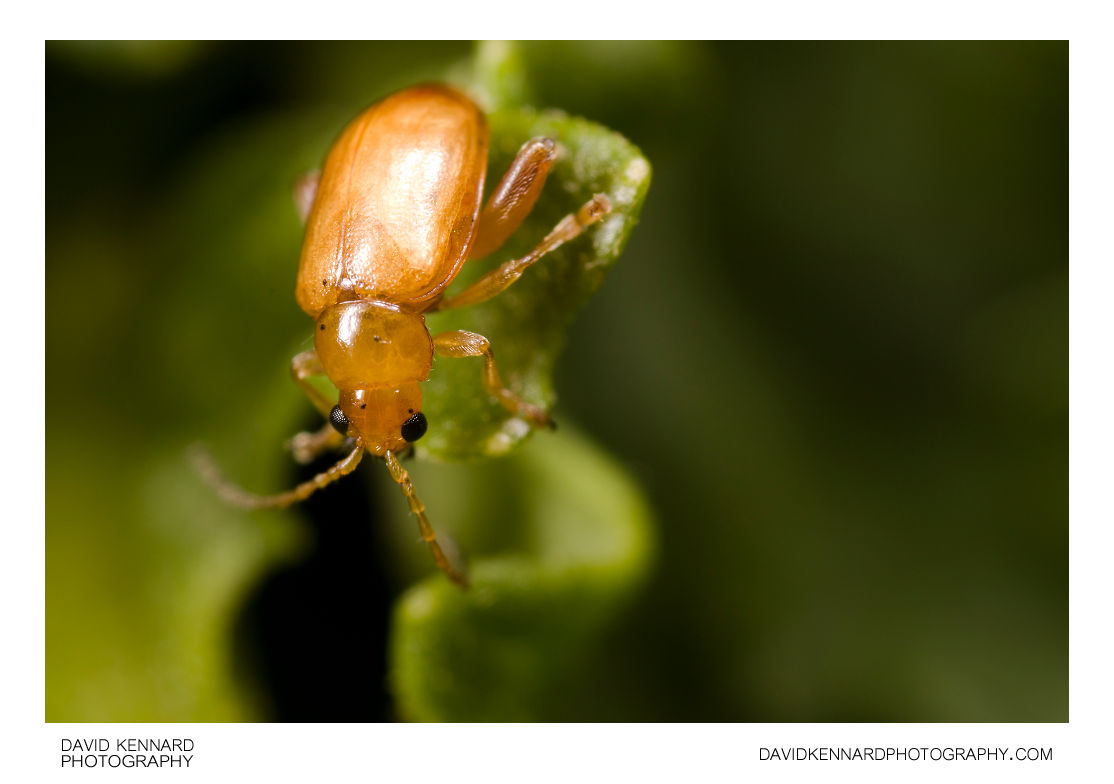 Tansy Ragwort Flea Beetle (Longitarsus jacobaeae) (LXXXVI) · David ...