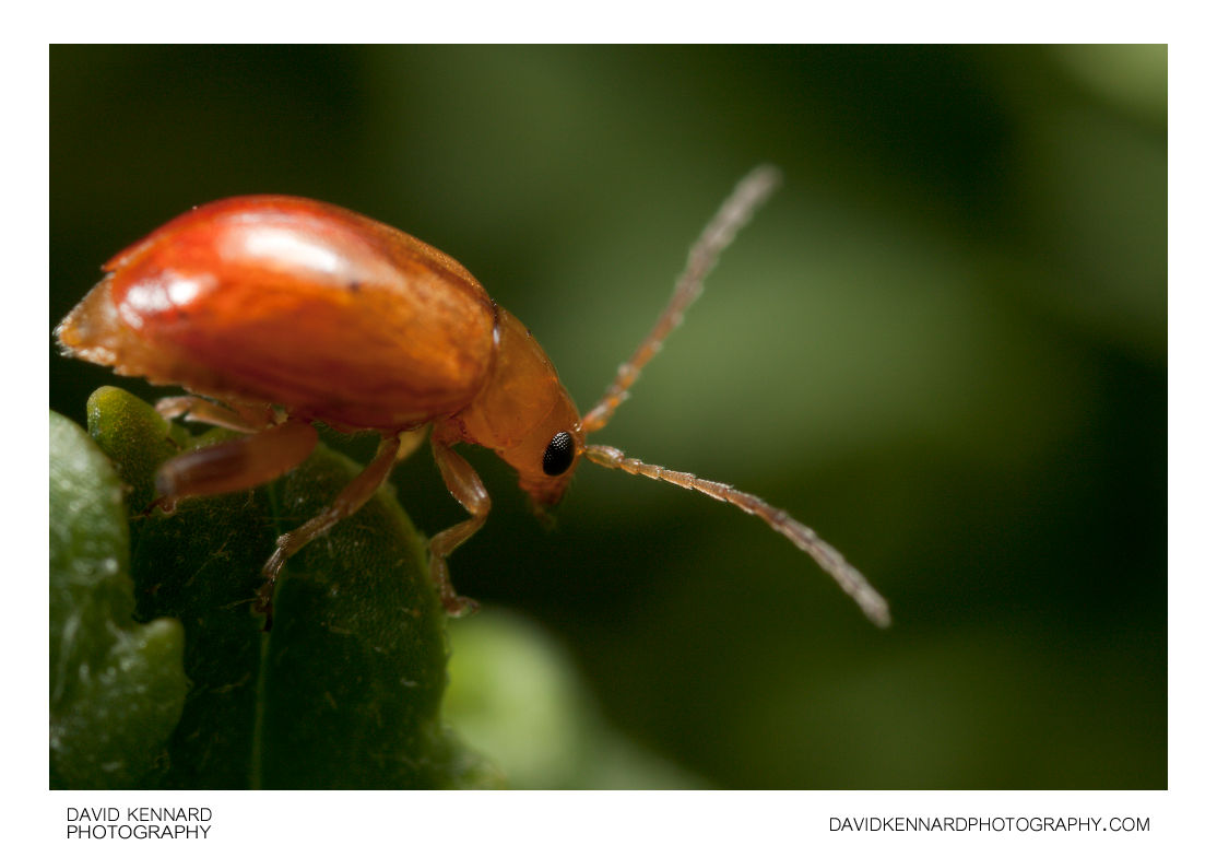 Tansy Ragwort Flea Beetle (Longitarsus jacobaeae) (LXXXIX) · David ...