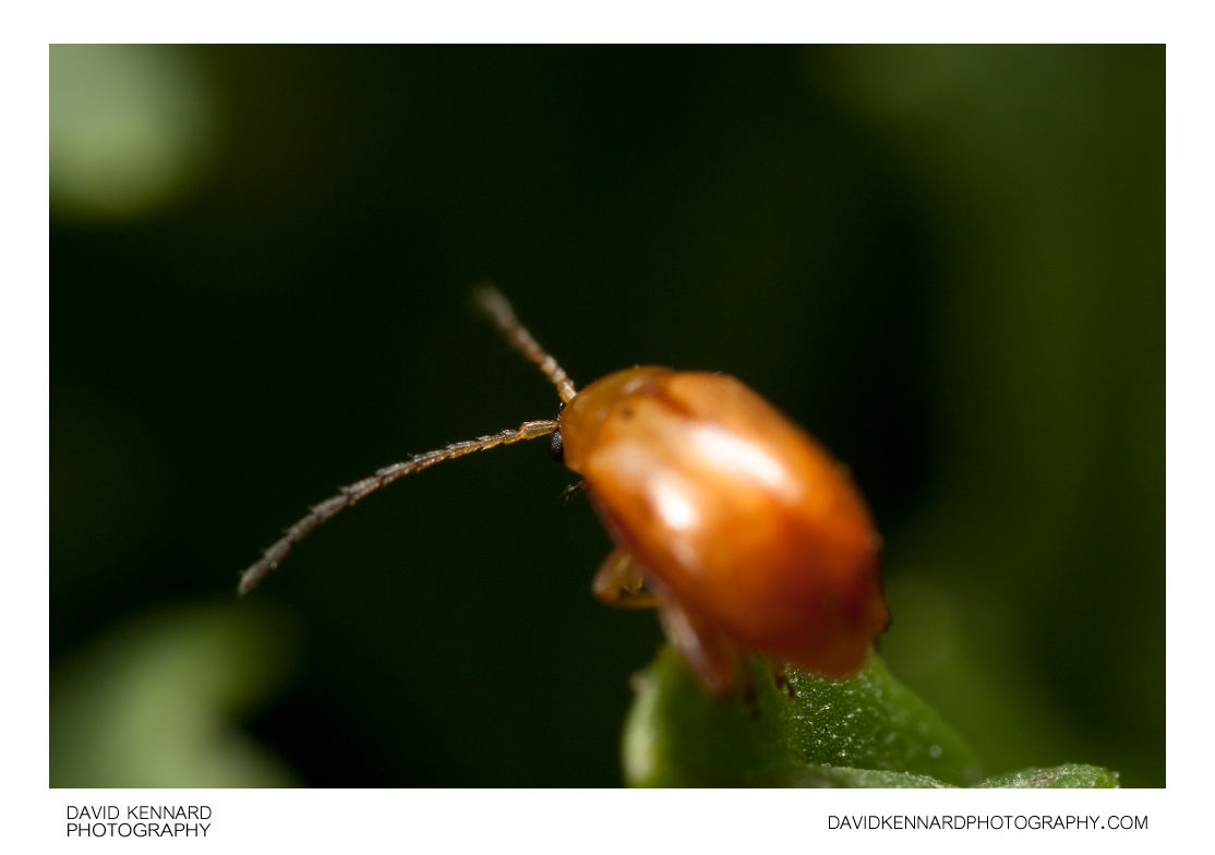 Tansy Ragwort Flea Beetle (Longitarsus jacobaeae) (XCIII) · David ...
