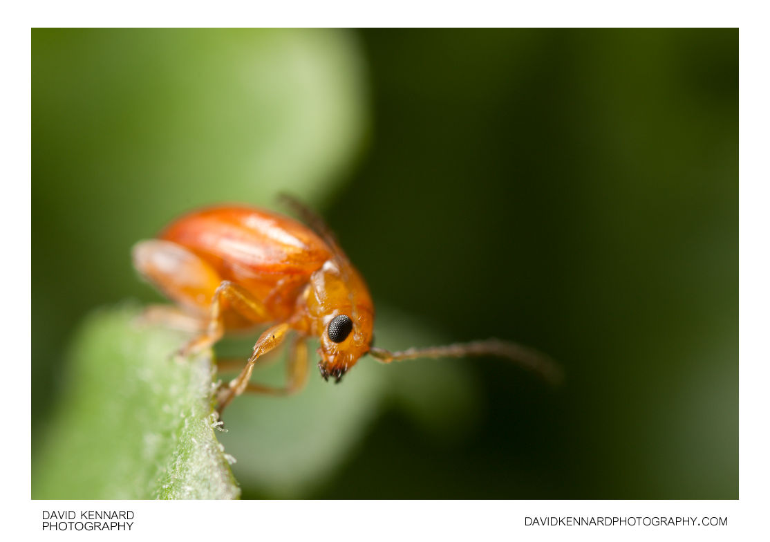 Tansy Ragwort Flea Beetle (Longitarsus jacobaeae) (XCVI) · David ...
