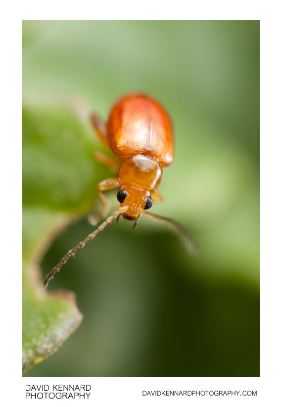 Tansy Ragwort Flea Beetle (Longitarsus jacobaeae) (XCVII) · David ...