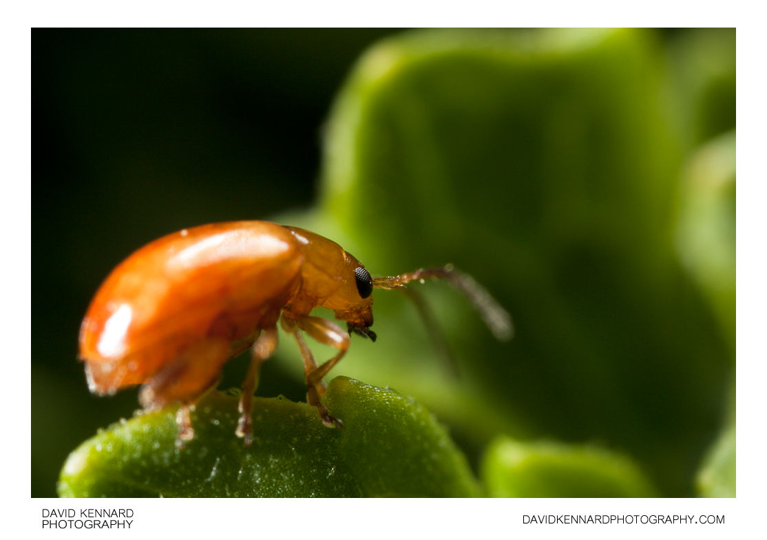 Tansy Ragwort Flea Beetle (Longitarsus jacobaeae) (XCVIII) · David ...