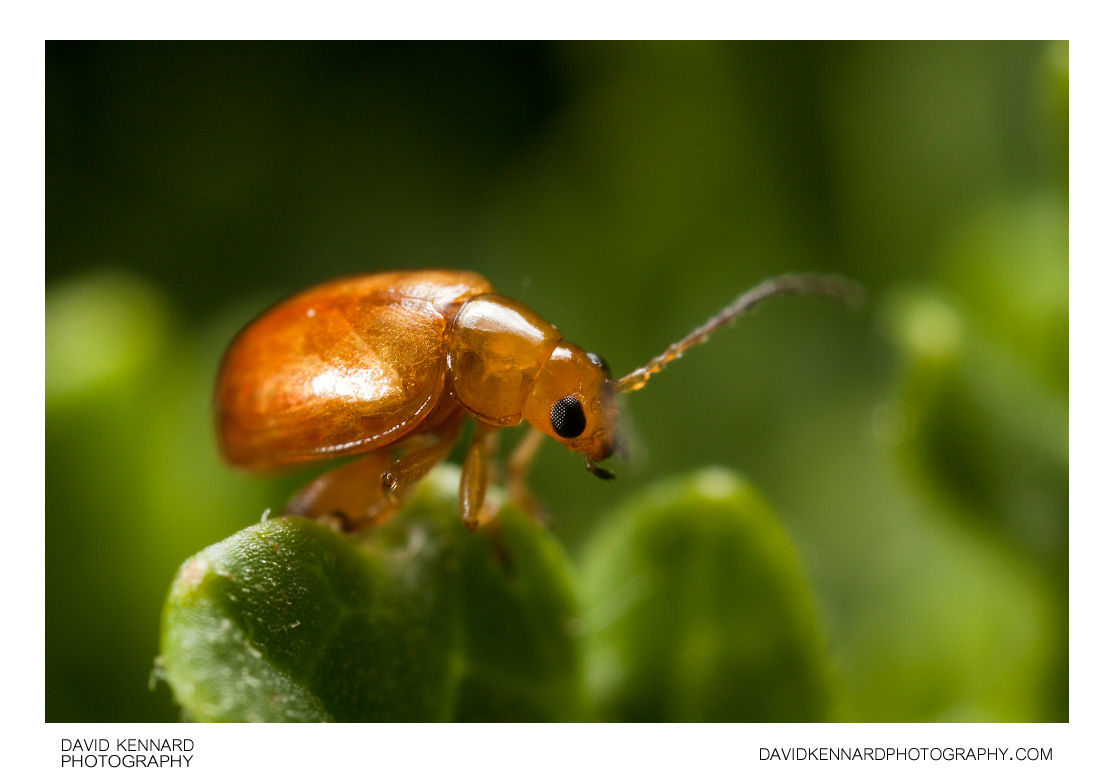 Tansy Ragwort Flea Beetle (Longitarsus jacobaeae) (C) · David Kennard ...