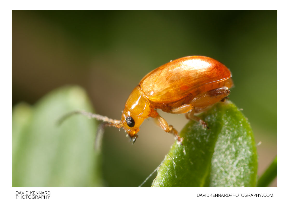 Tansy Ragwort Flea Beetle (Longitarsus jacobaeae) (CI) · David Kennard ...