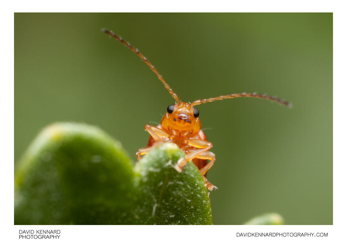 Tansy Ragwort Flea Beetle (Longitarsus jacobaeae) (CII) · David Kennard ...