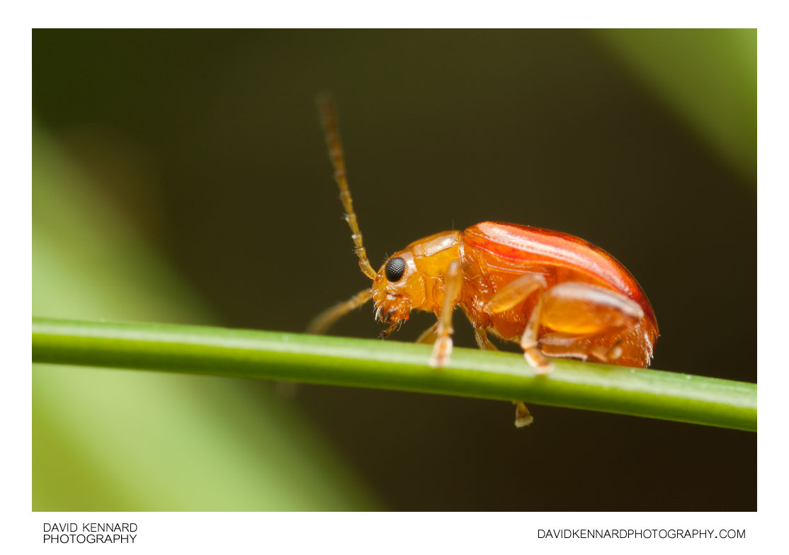 Tansy Ragwort Flea Beetle (Longitarsus jacobaeae) (CIV) · David Kennard ...