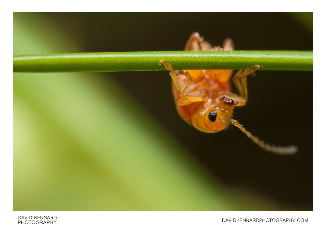 Tansy Ragwort Flea Beetle (Longitarsus jacobaeae) (CVII) · David ...
