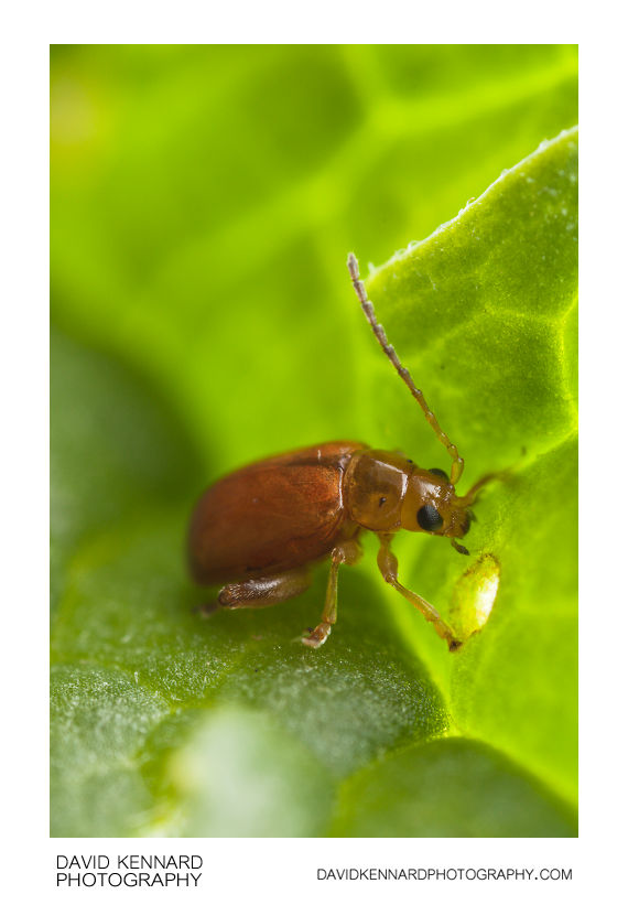 Tansy Ragwort Flea Beetle (Longitarsus jacobaeae) (CVIII) · David ...