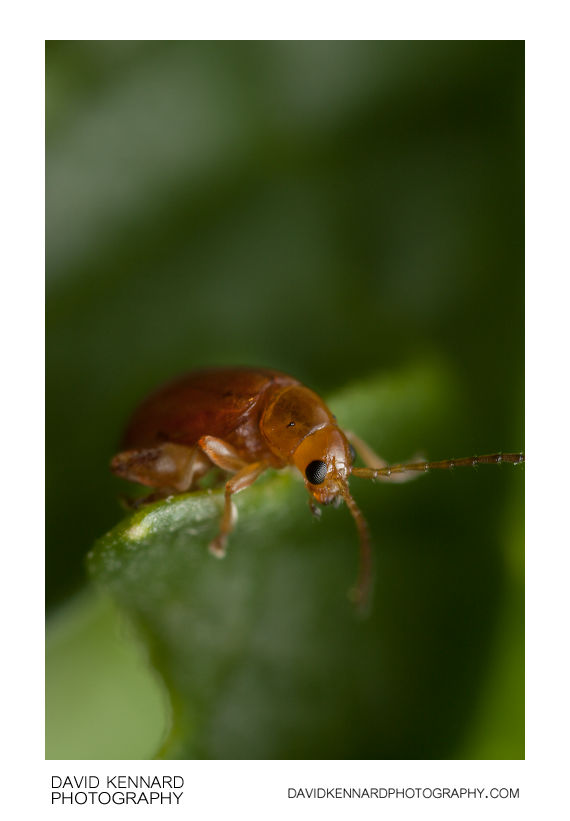 Tansy Ragwort Flea Beetle (Longitarsus jacobaeae) (CIX) · David Kennard ...