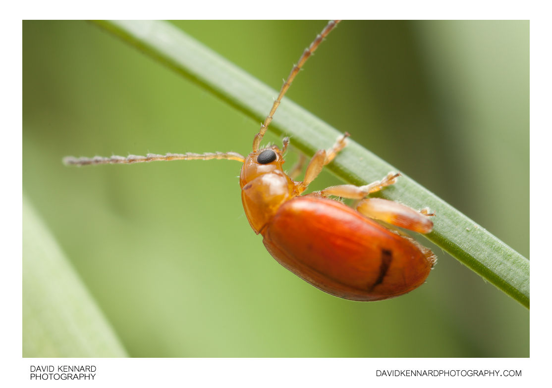 Tansy Ragwort Flea Beetle (Longitarsus jacobaeae) (CX) · David Kennard ...