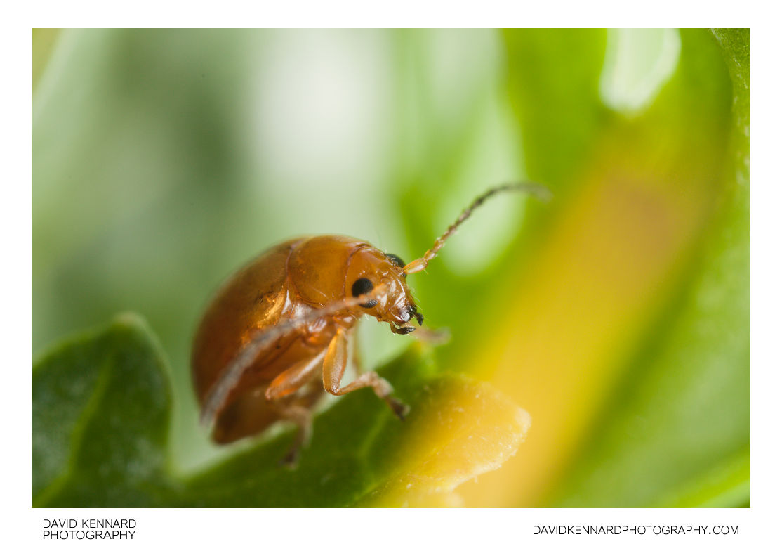 Tansy Ragwort Flea Beetle (Longitarsus jacobaeae) (CXI) · David Kennard ...