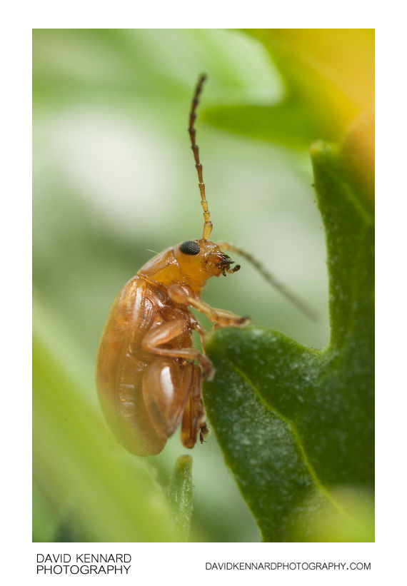 Tansy Ragwort Flea Beetle (Longitarsus jacobaeae) (CXIII) · David ...