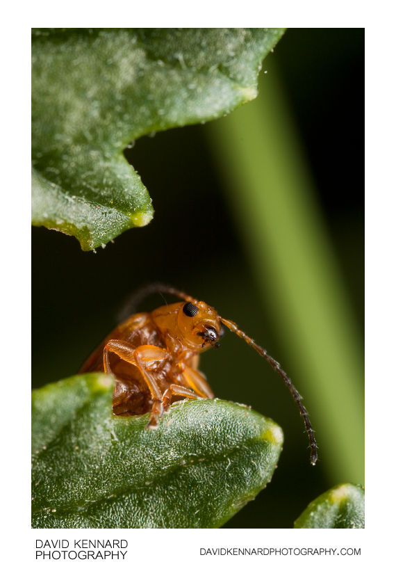 Tansy Ragwort Flea Beetle (Longitarsus jacobaeae) (CXVI) · David ...