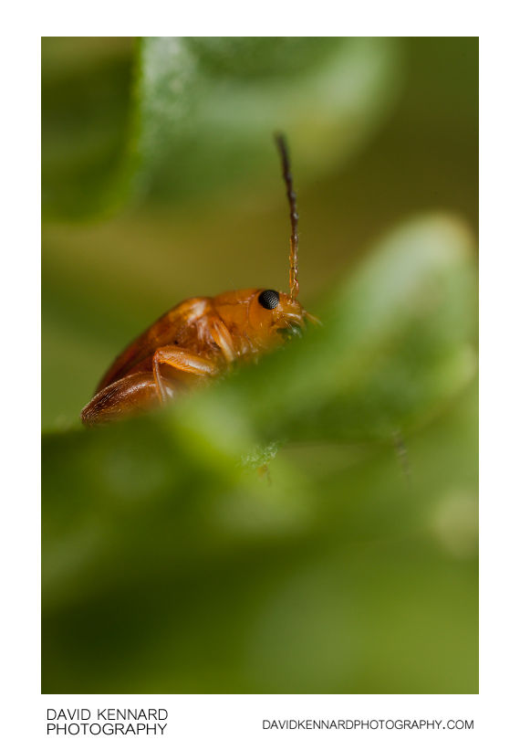 Tansy Ragwort Flea Beetle (Longitarsus jacobaeae) (CXVII) · David ...