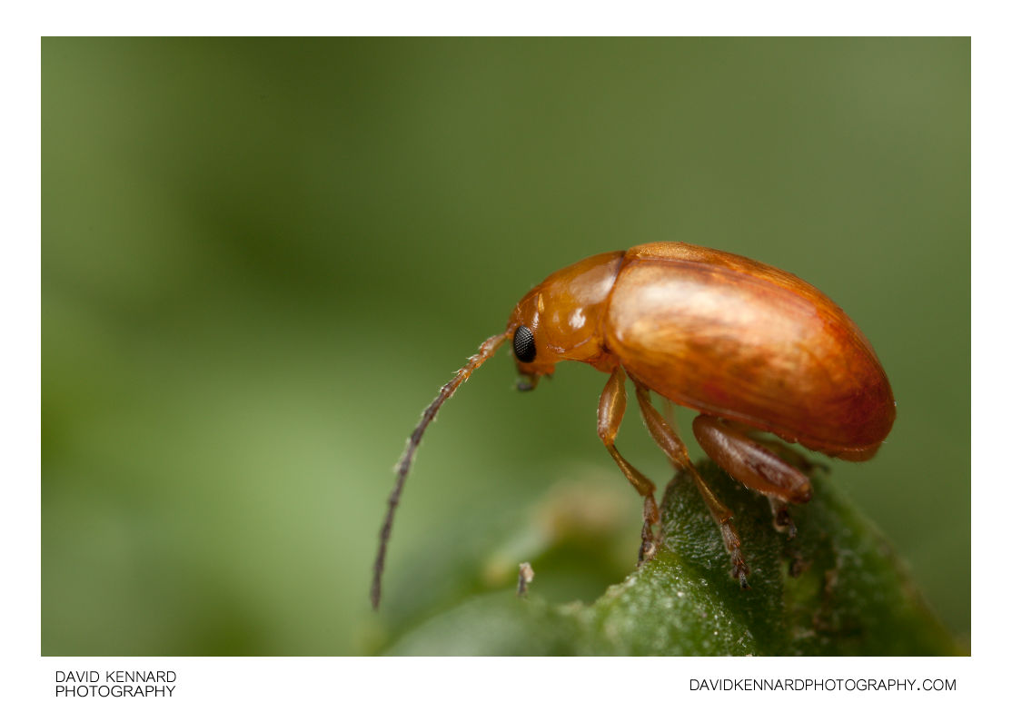 Tansy Ragwort Flea Beetle (Longitarsus jacobaeae) (CXXI) · David ...