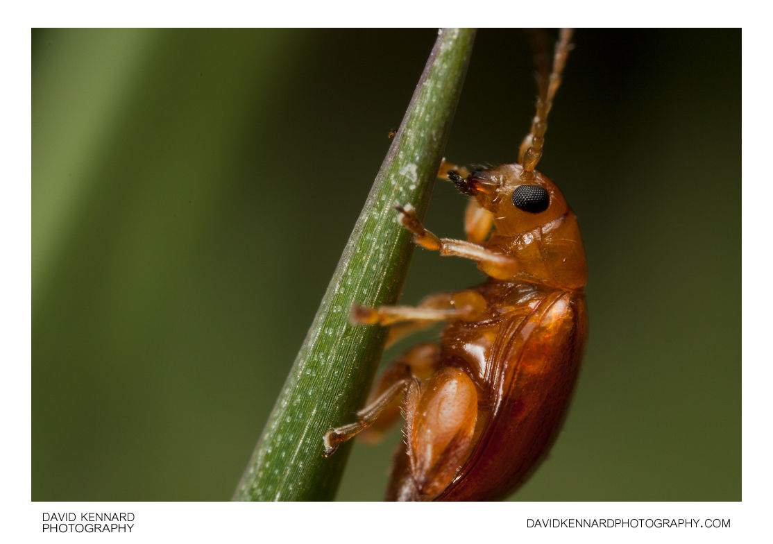 Tansy Ragwort Flea Beetle (Longitarsus jacobaeae) (CXXII) · David ...