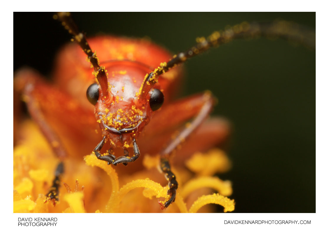 Rhagonycha fulva (Common red soldier beetle) (VI) · David Kennard ...