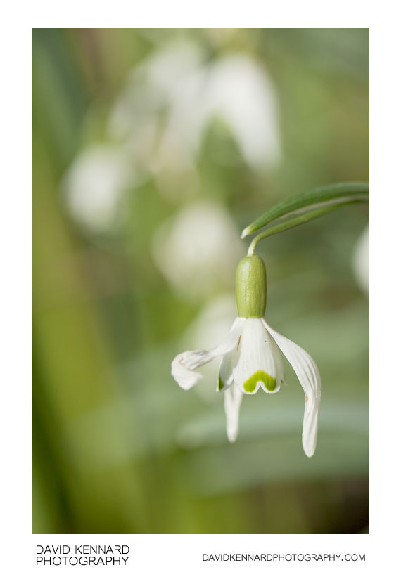 Common Snowdrop (Galanthus nivalis) (III) · David Kennard Photography