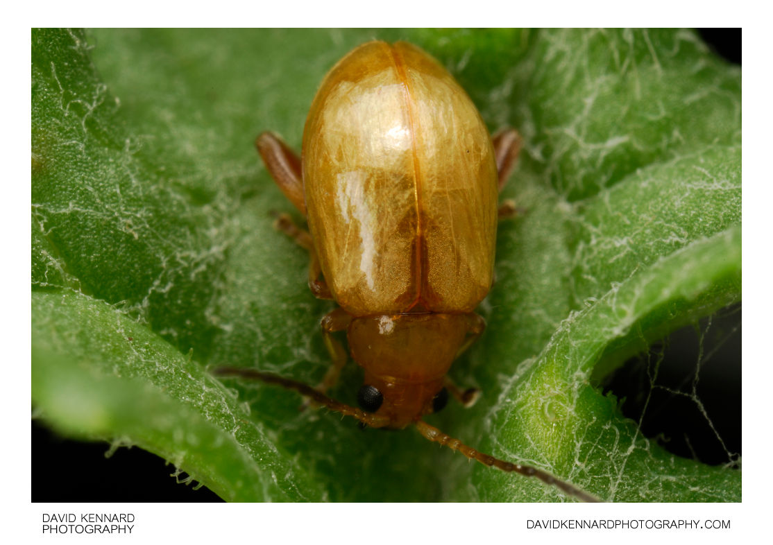 Tansy Ragwort Flea Beetle (Longitarsus jacobaeae) (CXXIII) · David ...