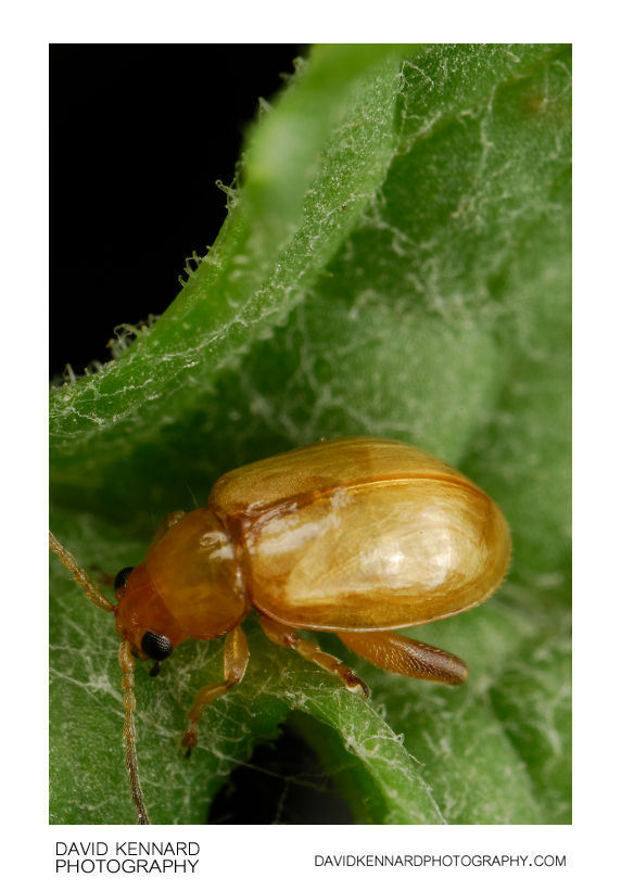 Tansy Ragwort Flea Beetle (Longitarsus jacobaeae) (CXXIV) · David ...