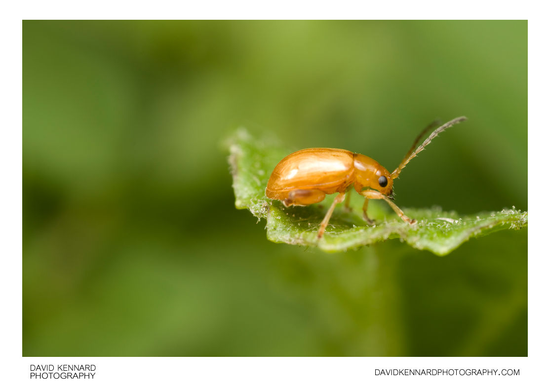 Tansy Ragwort Flea Beetle (Longitarsus jacobaeae) (CXXV) · David ...
