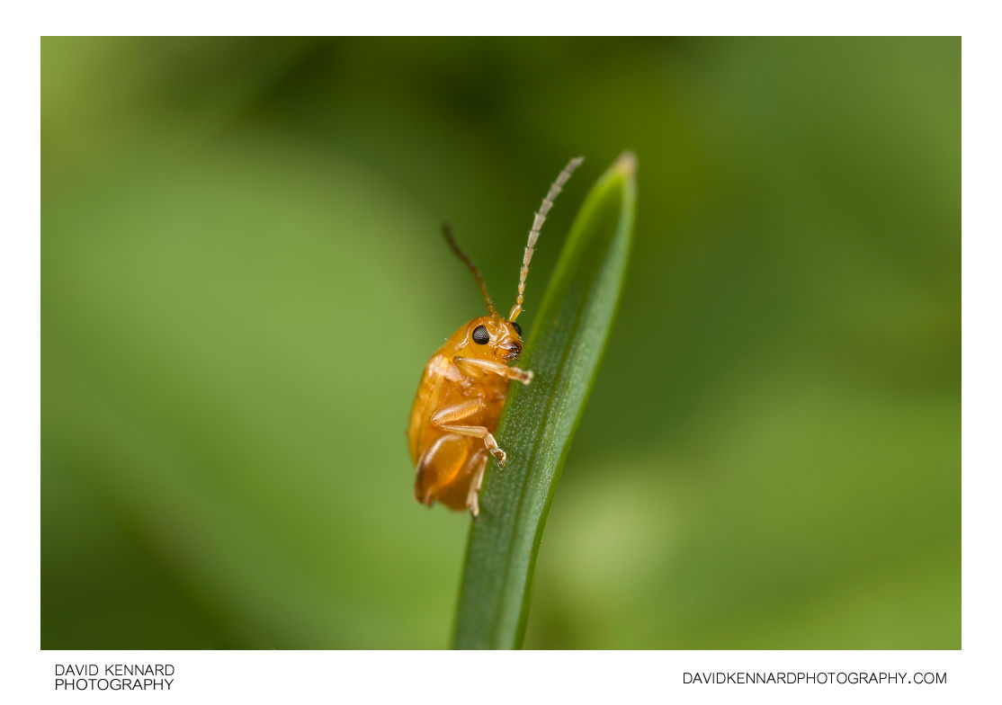 Tansy Ragwort Flea Beetle (Longitarsus jacobaeae) (CXXVI) · David ...