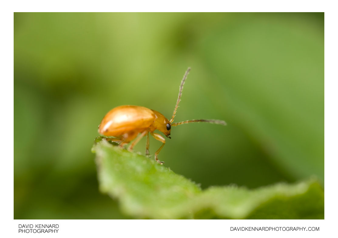Tansy Ragwort Flea Beetle (Longitarsus jacobaeae) (CXXVIII) · David ...