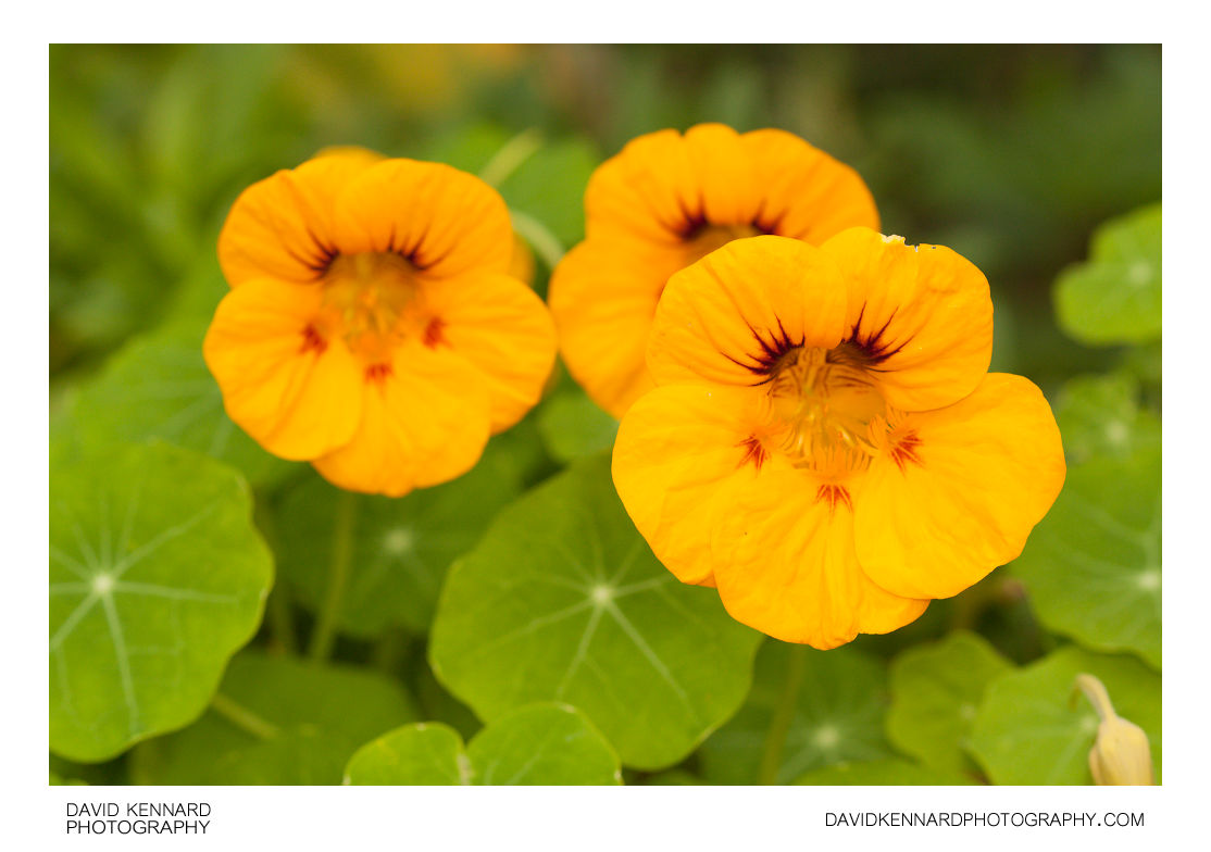 Nasturtium 'Tom Thumb' (Tropaeolum majus) (IV) · David Kennard Photography